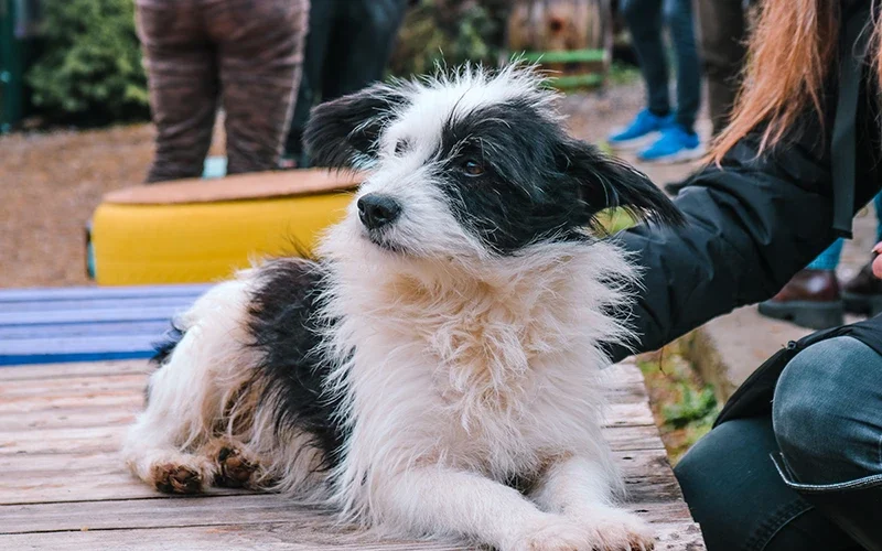 SPCA Red, White & Rescue Event - The Kartrite